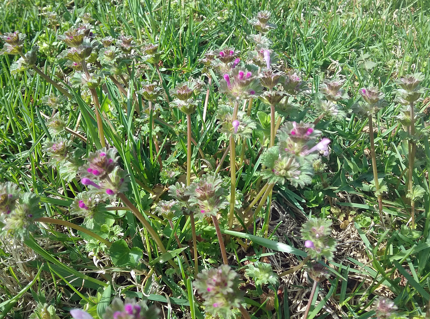 Wildflower ‘Weeds’: Take a Second Look