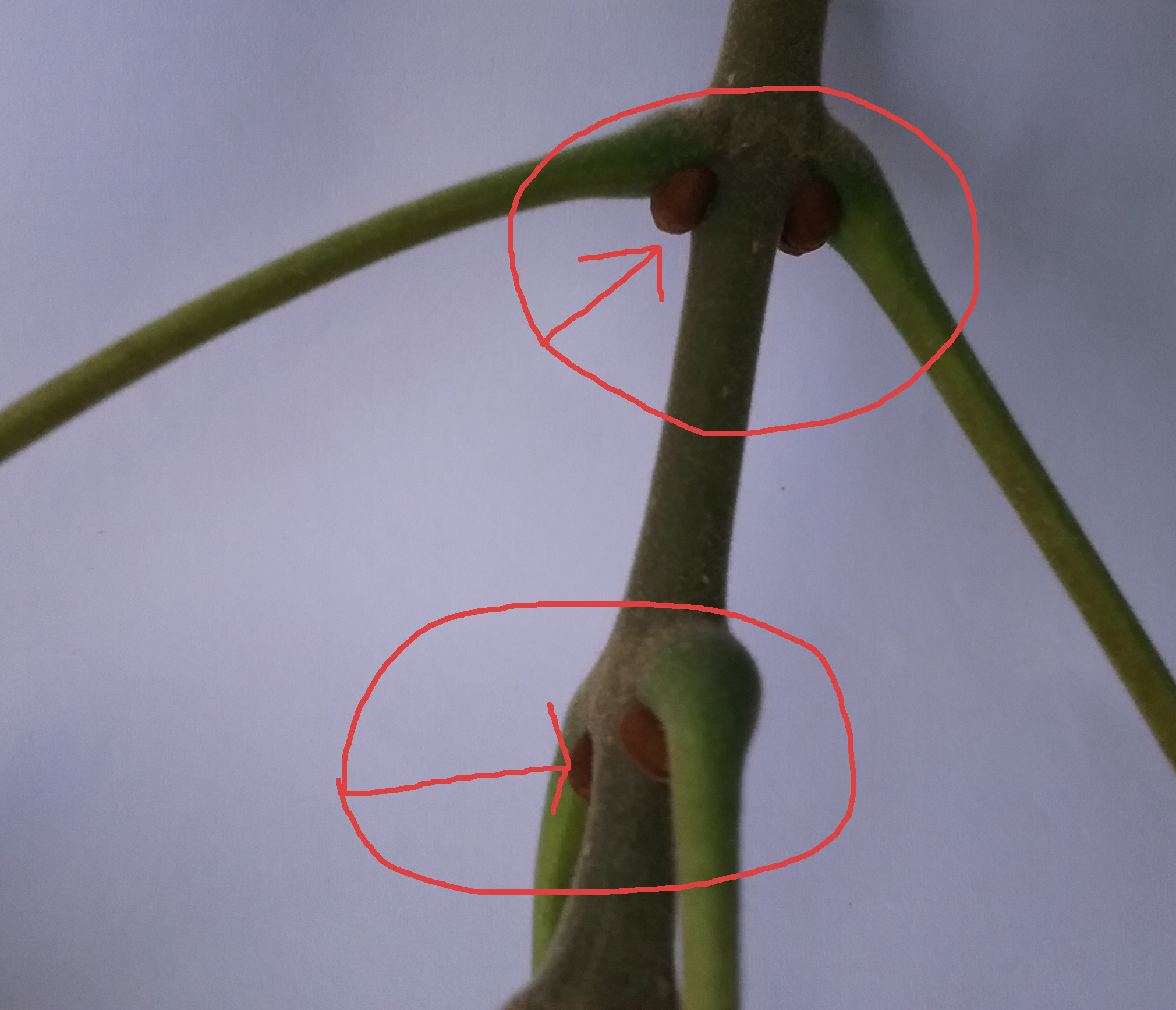 Compound Leaves: An Attempt to Explain with Examples