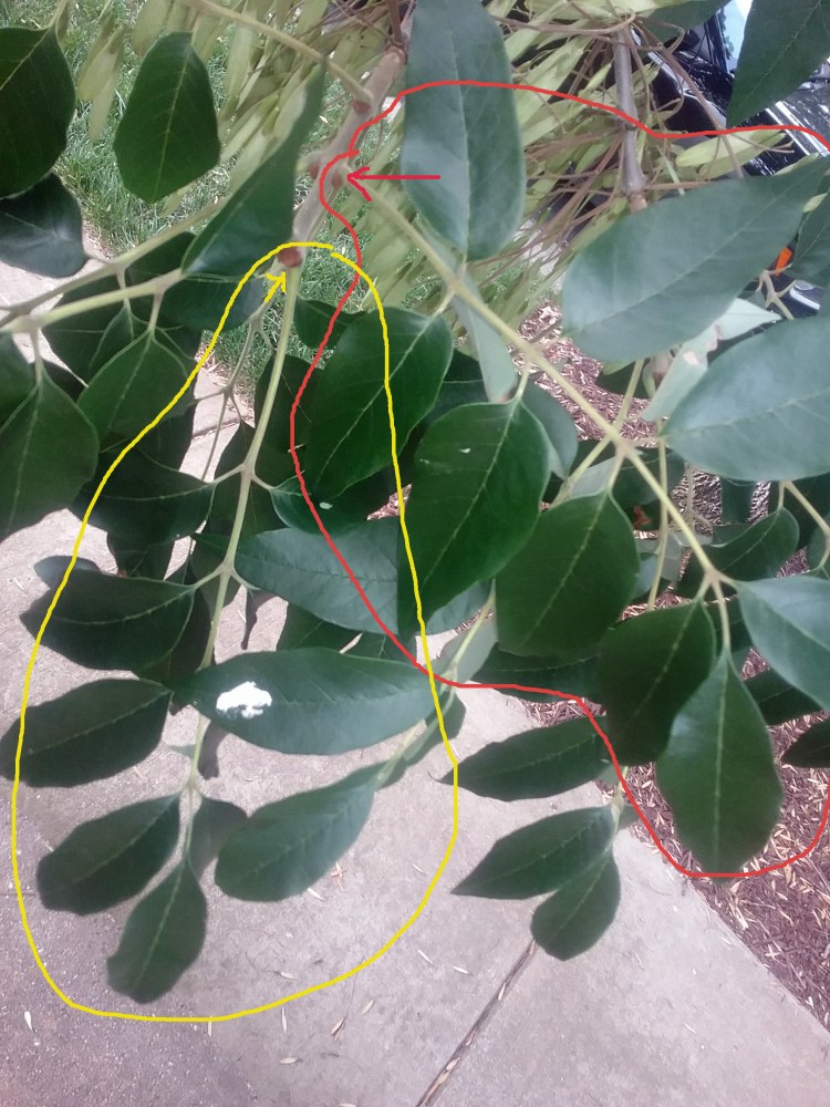 complete-leaf-structure