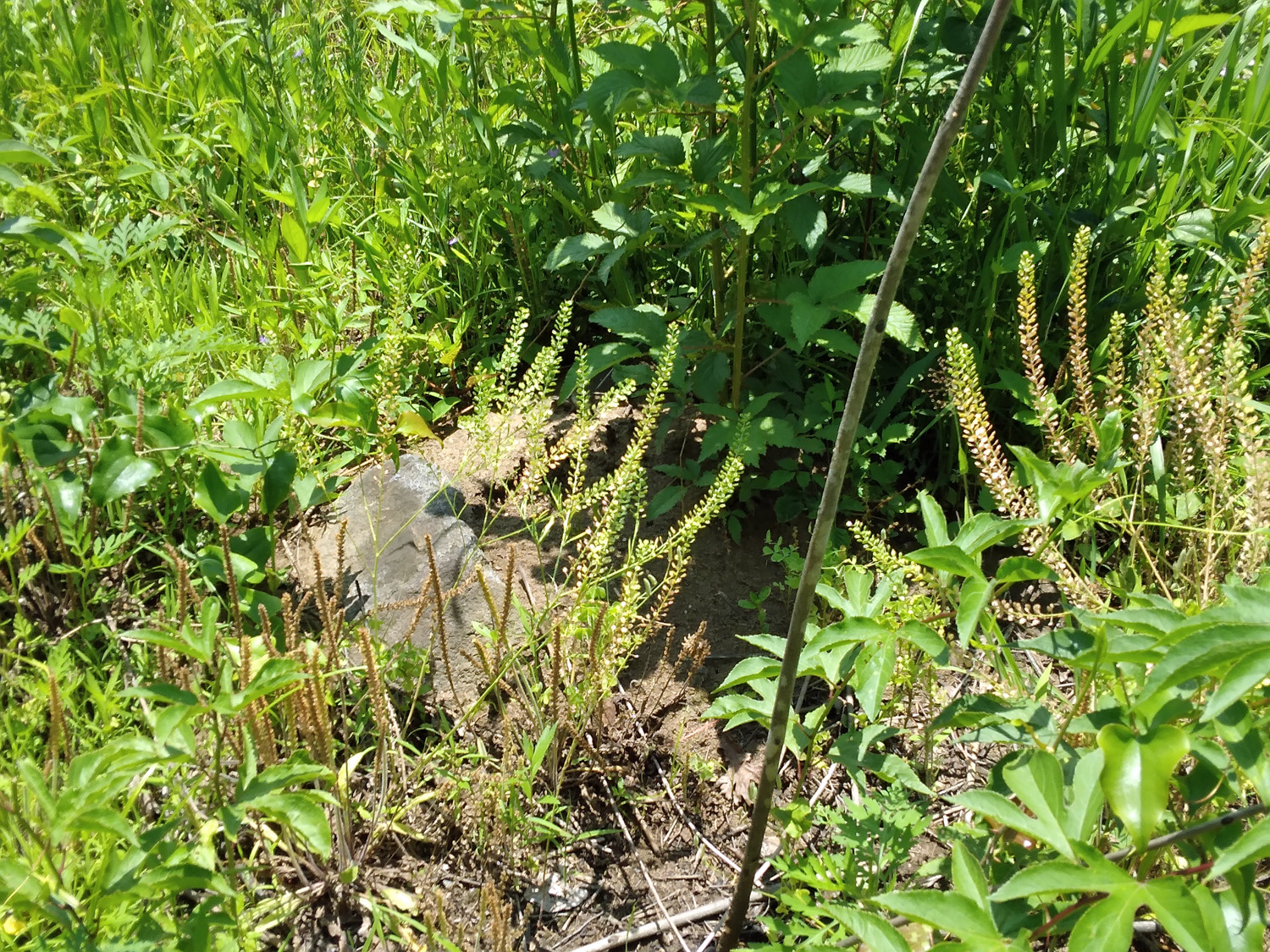 Latta Prairie – a special place